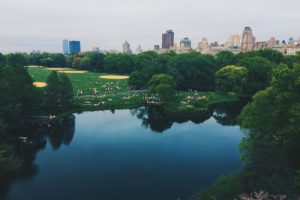 Virginia Chipurnoi: Practical Ways Urban Areas Can Support Wildlife ...