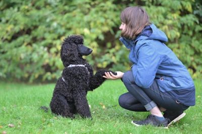 Daniel Torres Jr.: Why Consistency Matters When Training a Dog - SMALL ...